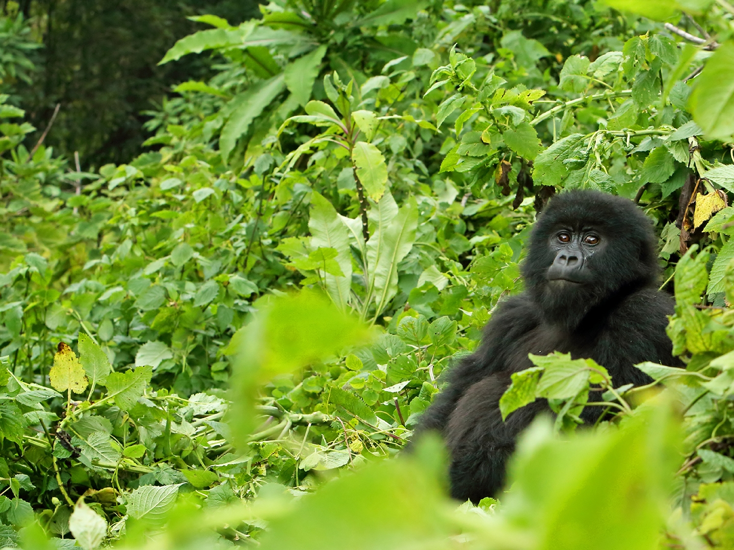 Rwanda Travel Advisory | Travel.State.gov