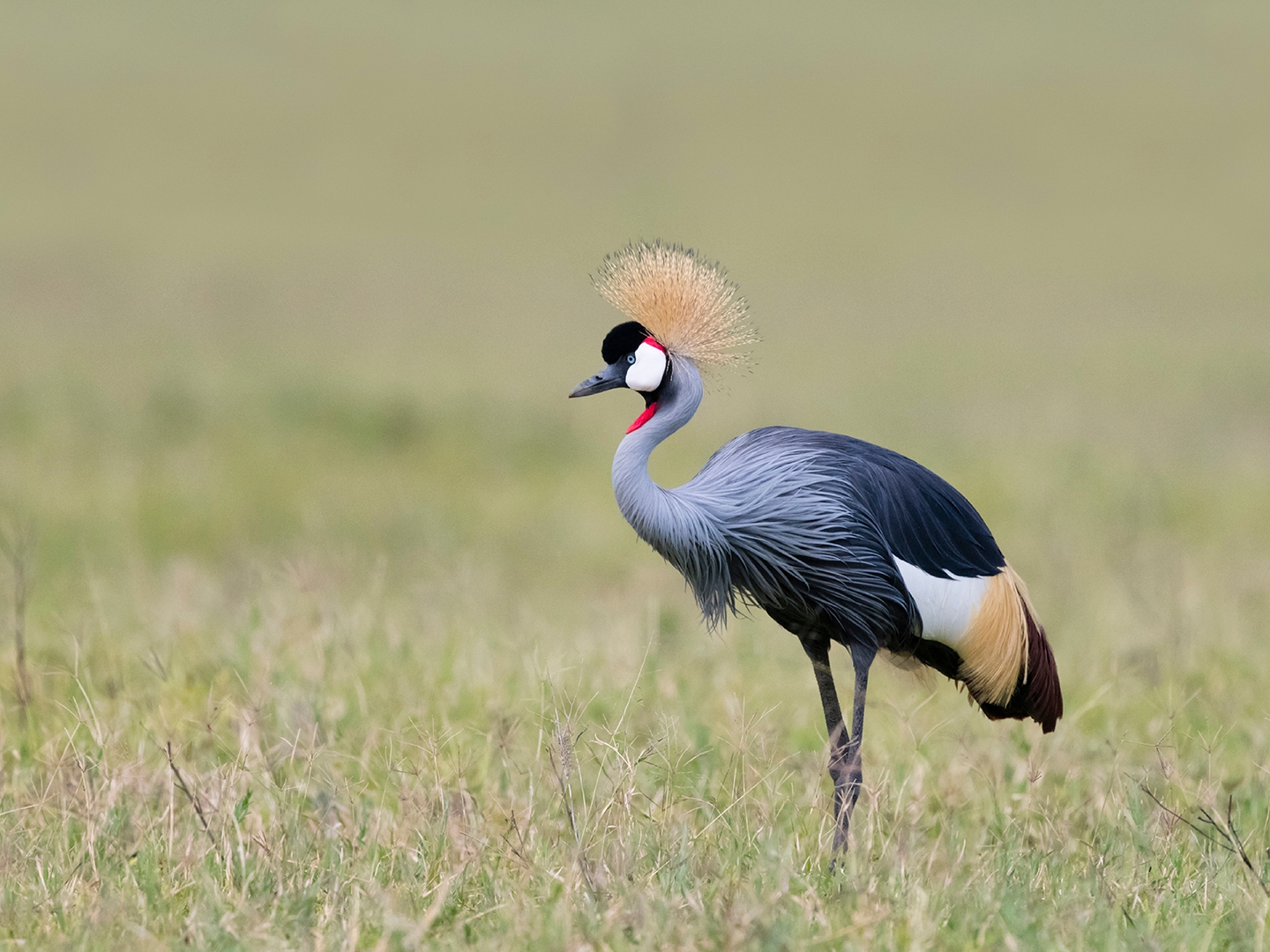 Uganda Travel Advisory | Travel.State.gov